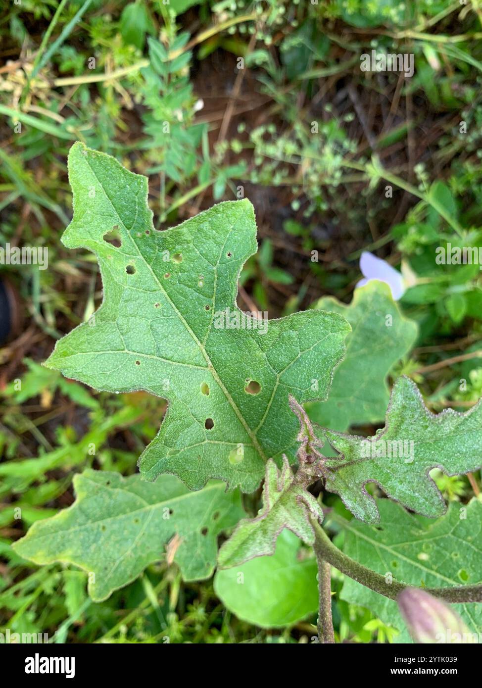 western horsenettle (Solanum dimidiatum Stock Photo - Alamy