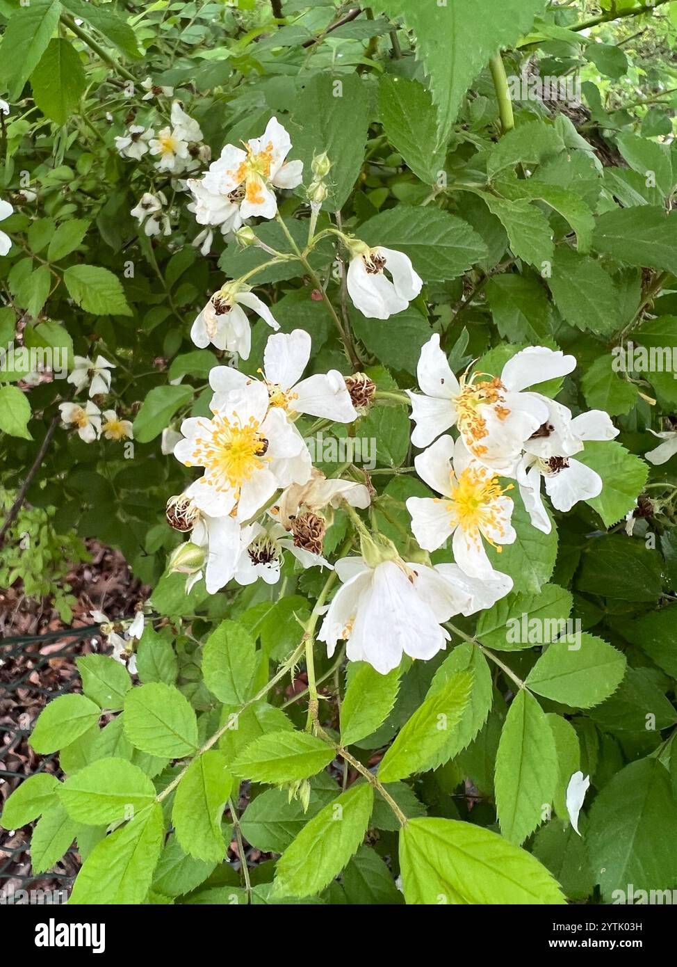 multiflora rose (Rosa multiflora Stock Photo - Alamy