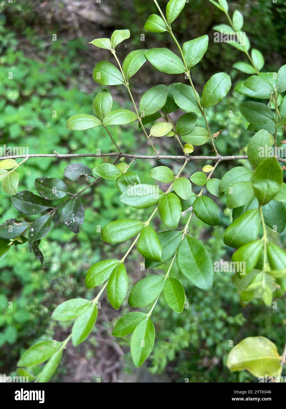Chinese privet (Ligustrum sinense Stock Photo - Alamy