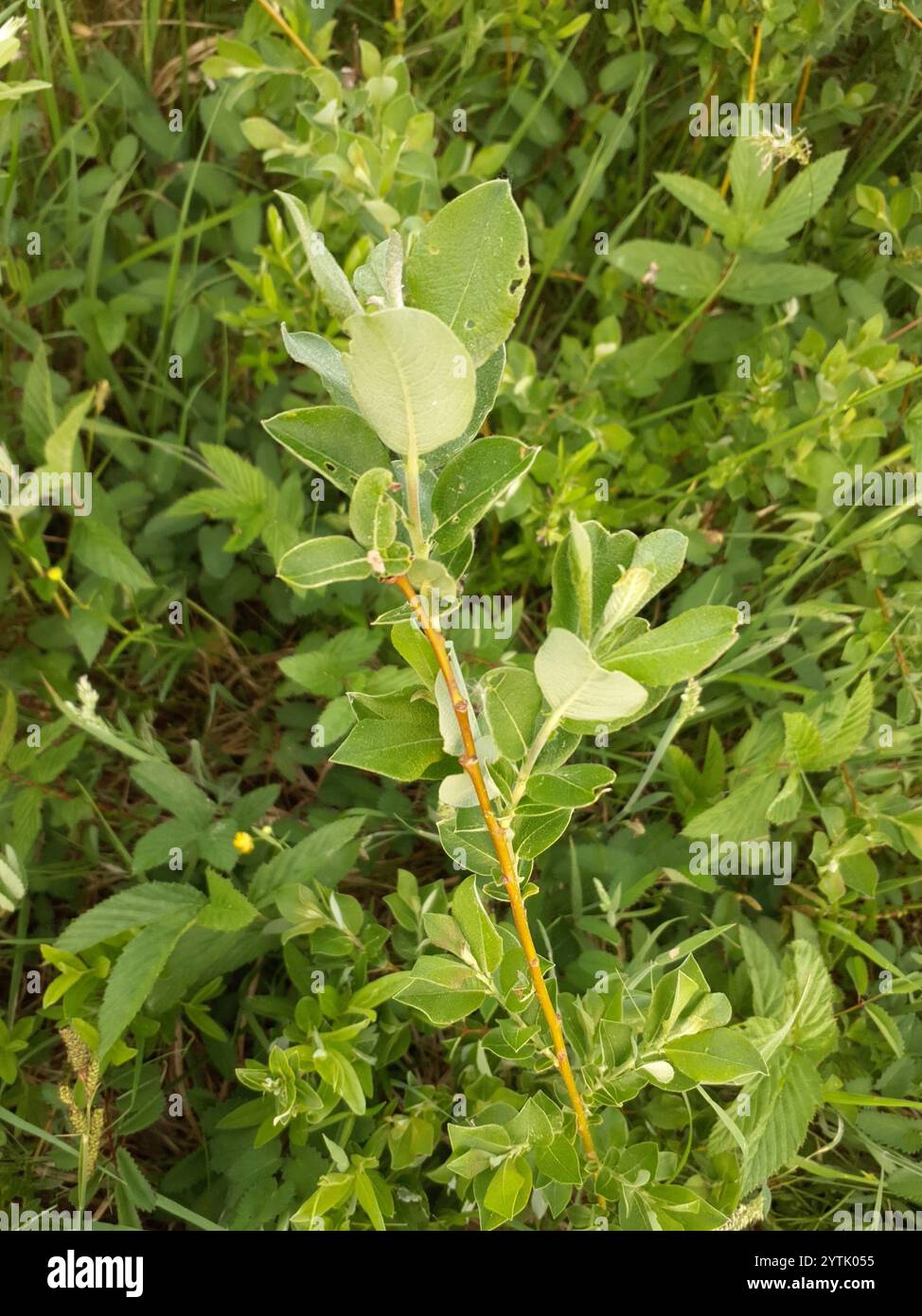 goat willow (Salix caprea Stock Photo - Alamy