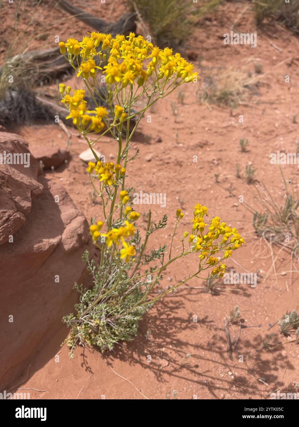 Lobeleaf Groundsel (Packera multilobata Stock Photo - Alamy