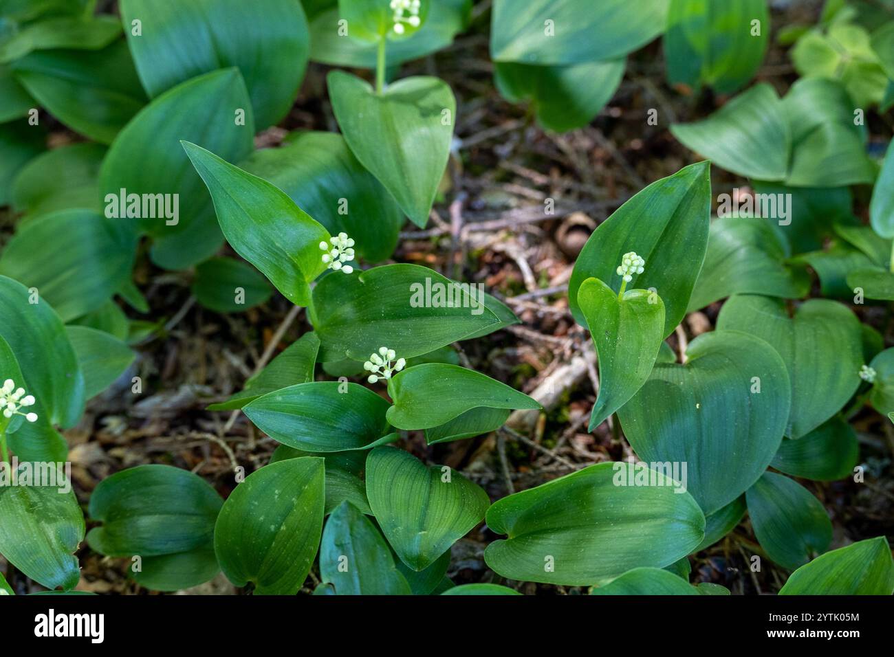 Canada mayflower (Maianthemum canadense Stock Photo - Alamy