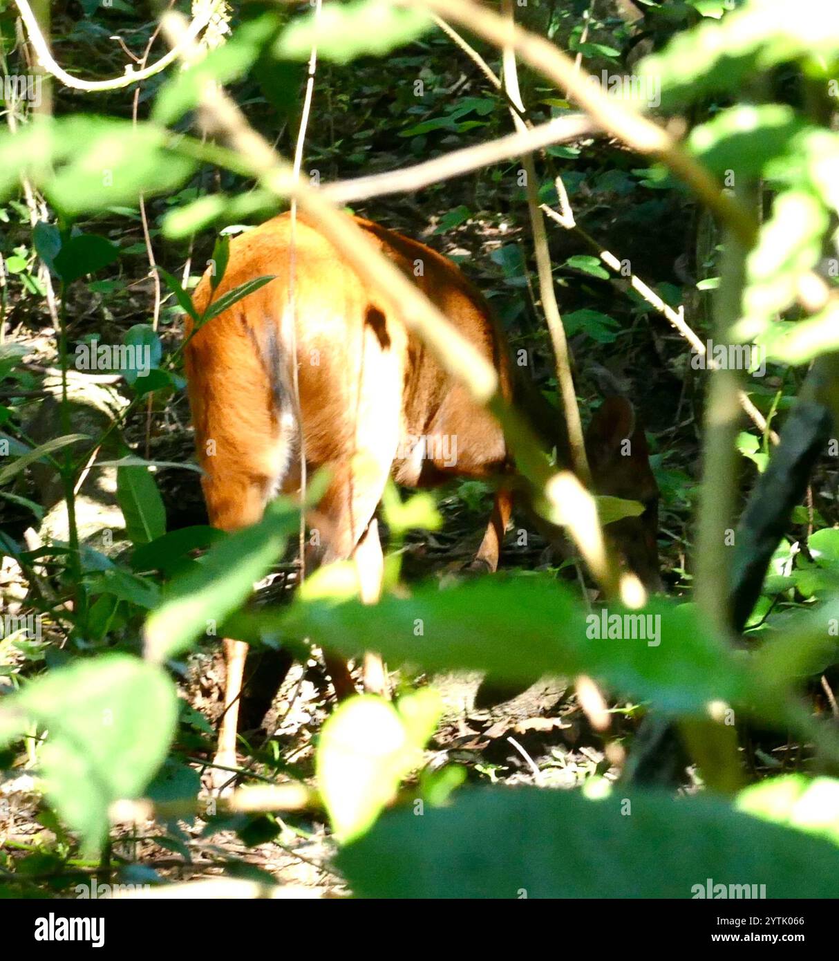 Red Forest Duiker (Cephalophorus natalensis Stock Photo - Alamy