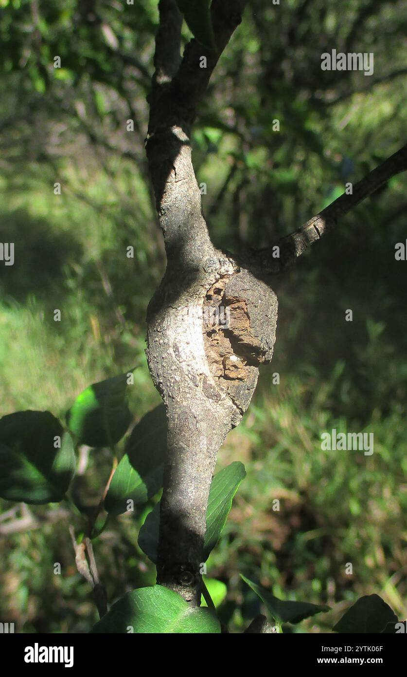 tamboti (Spirostachys africana Stock Photo - Alamy