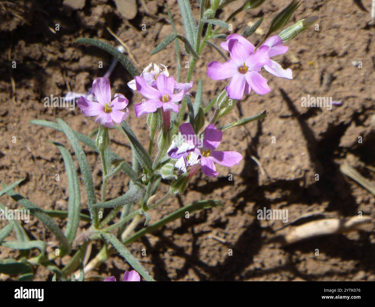 Longleaf Phlox (Phlox longifolia Stock Photo - Alamy