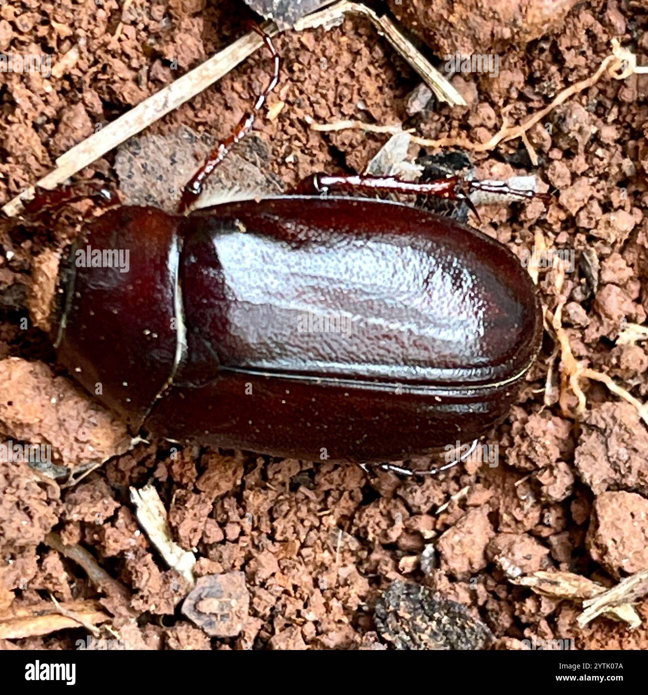 May Beetles (Phyllophaga Stock Photo - Alamy