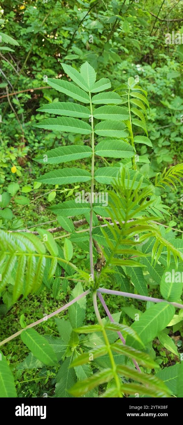 smooth sumac (Rhus glabra Stock Photo - Alamy
