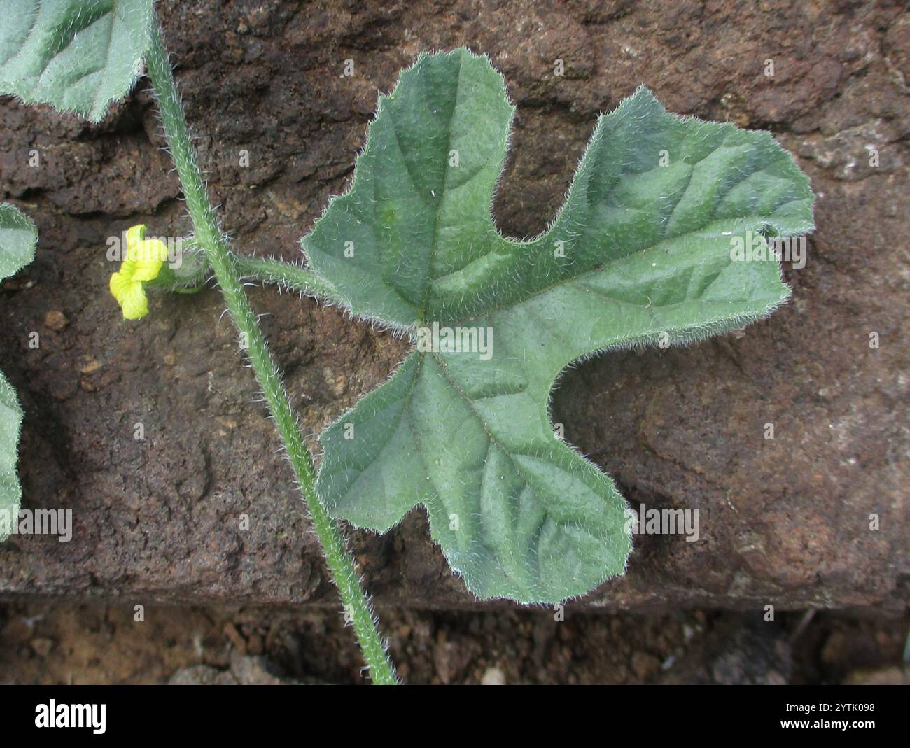 Small Wild Cucumber (Cucumis africanus Stock Photo - Alamy