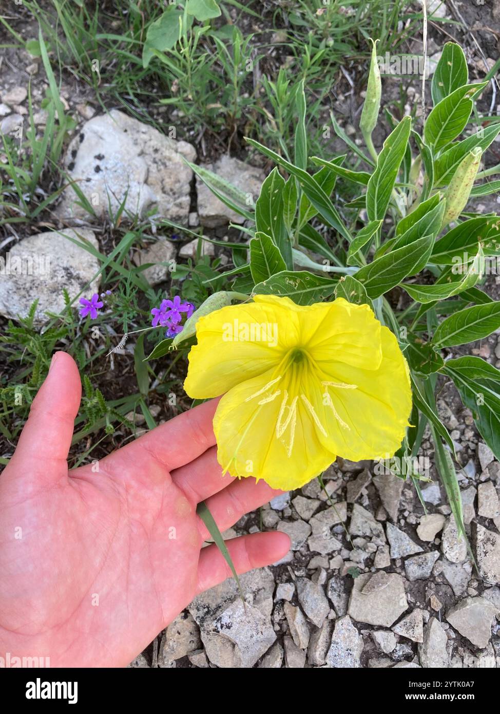 bigfruit evening primrose (Oenothera macrocarpa Stock Photo - Alamy