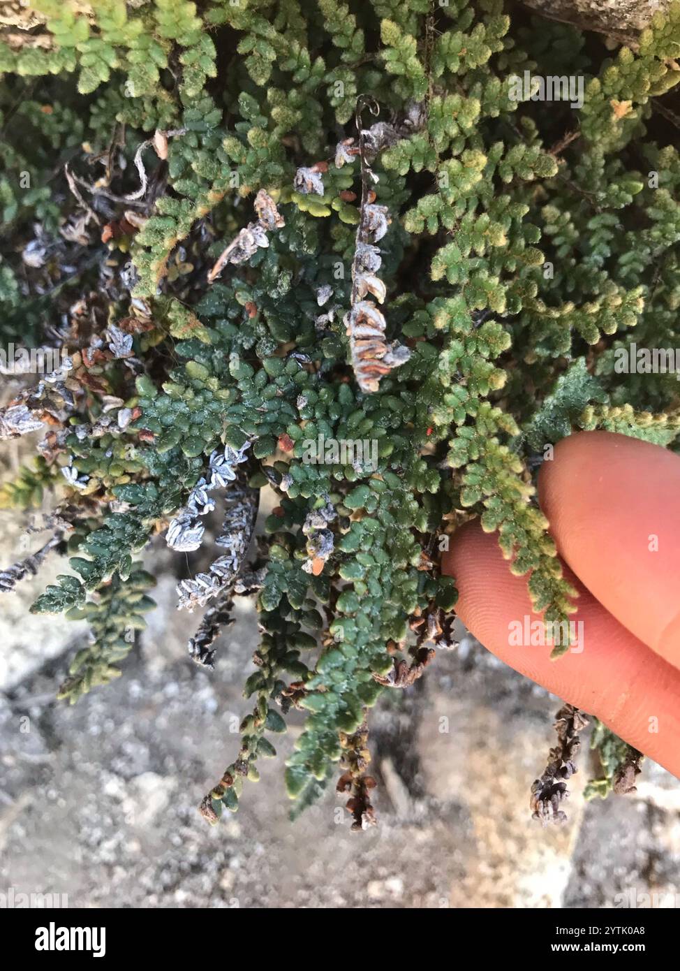 lace lip fern (Myriopteris gracillima Stock Photo - Alamy