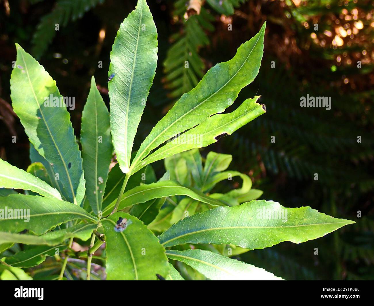 Witels (Platylophus trifoliatus Stock Photo - Alamy