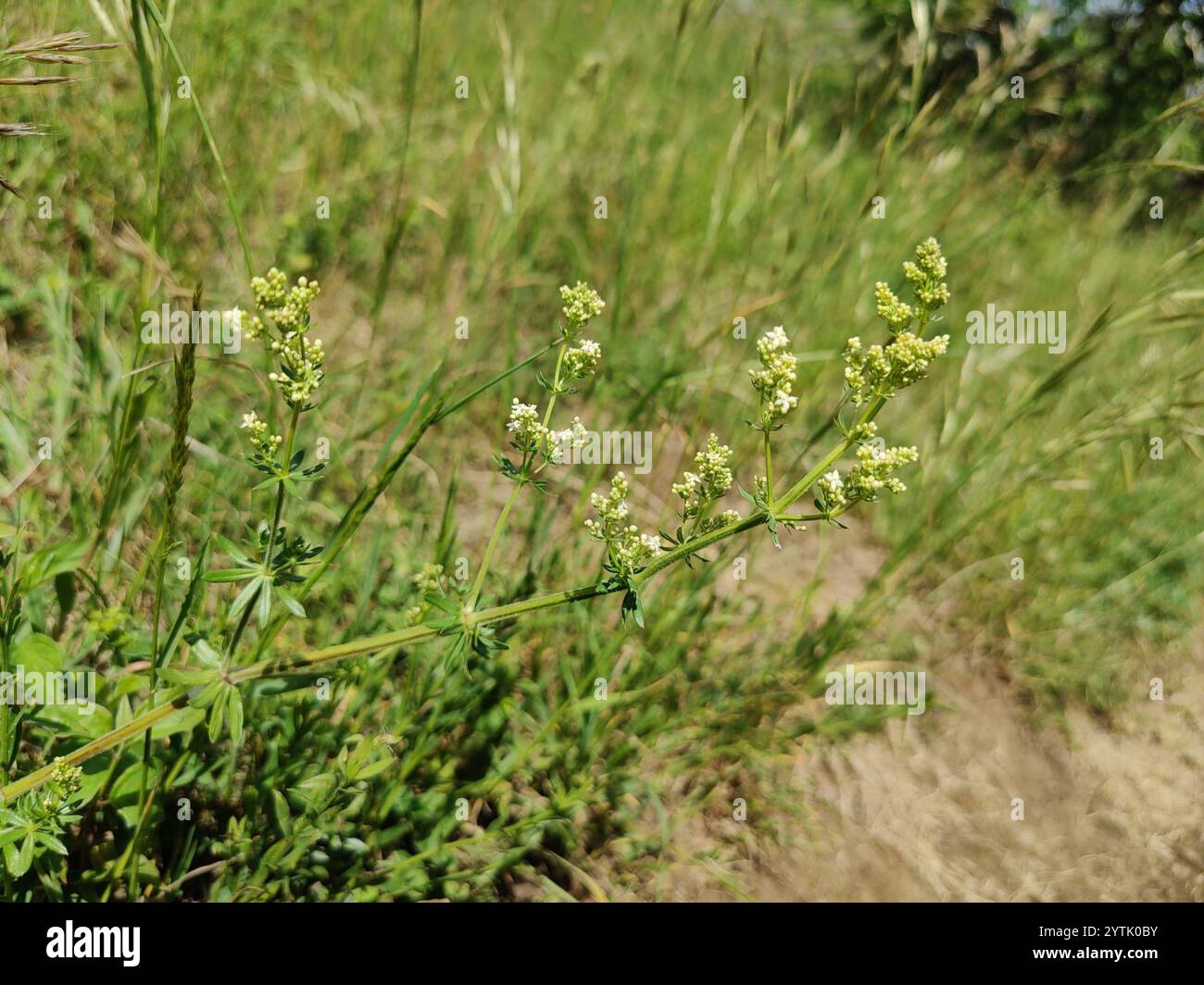 Hedge Bedstraw (Galium mollugo Stock Photo - Alamy