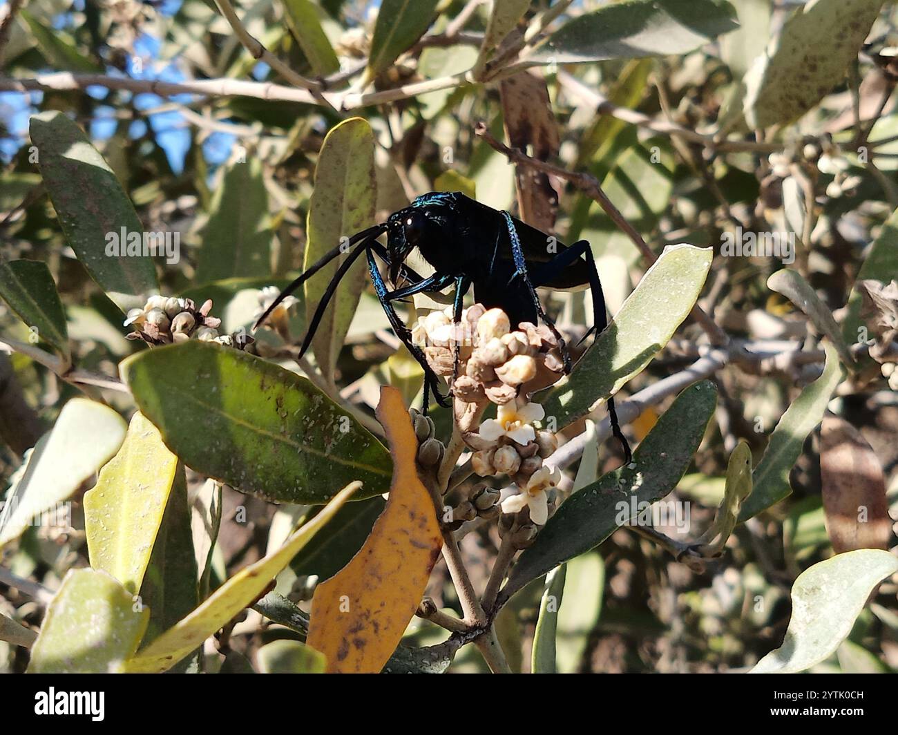 Mexican Tarantula-hawk Wasp (Pepsis mexicana Stock Photo - Alamy