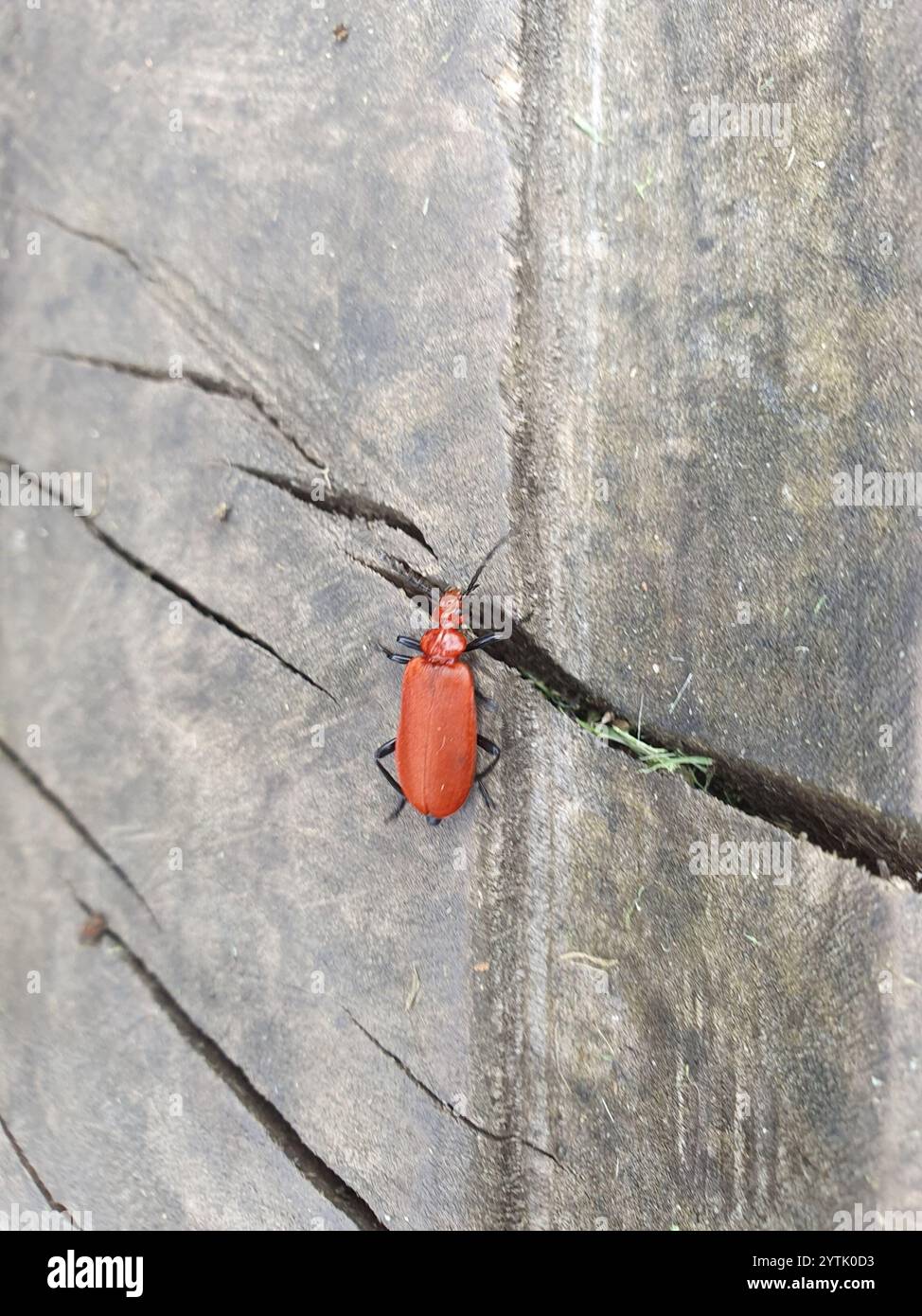 Common Cardinal Beetle (Pyrochroa serraticornis Stock Photo - Alamy
