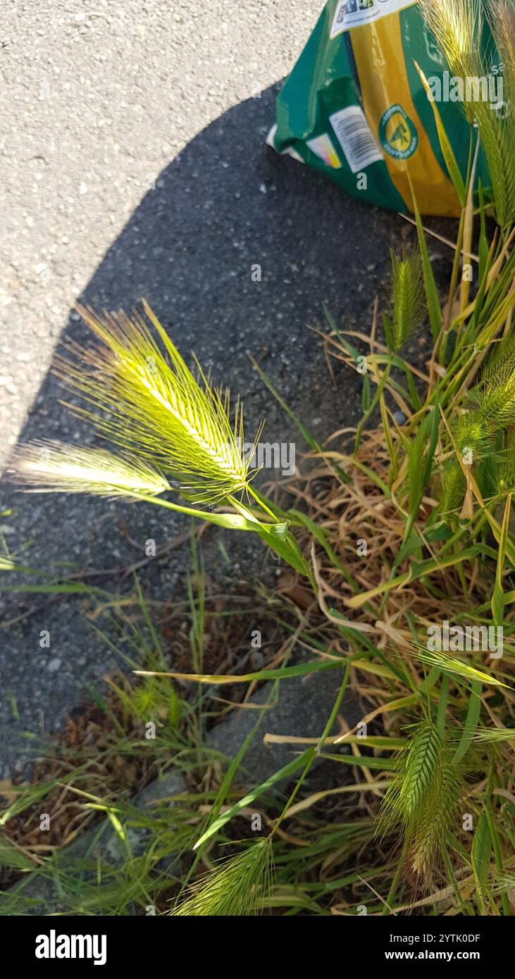 wall barley (Hordeum murinum Stock Photo - Alamy