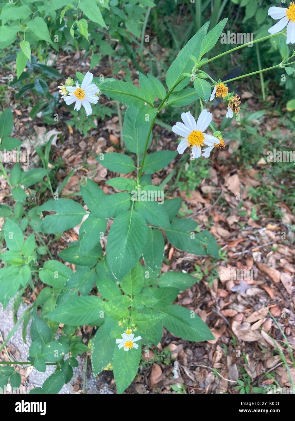 White beggarticks (Bidens alba Stock Photo - Alamy