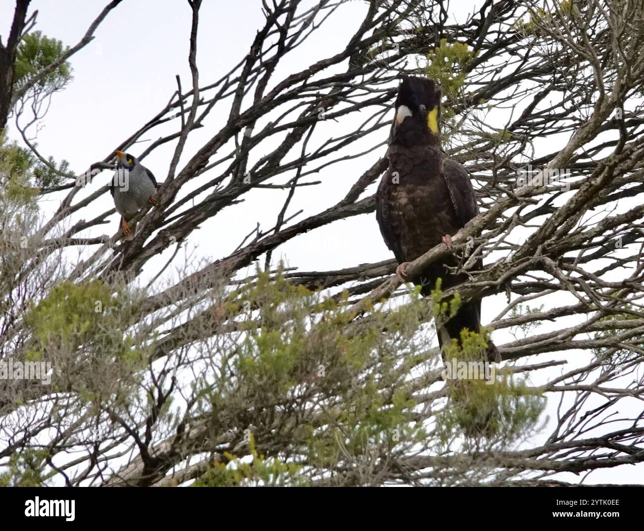 Yellow-tailed Black Cockatoo (Zanda funerea Stock Photo - Alamy