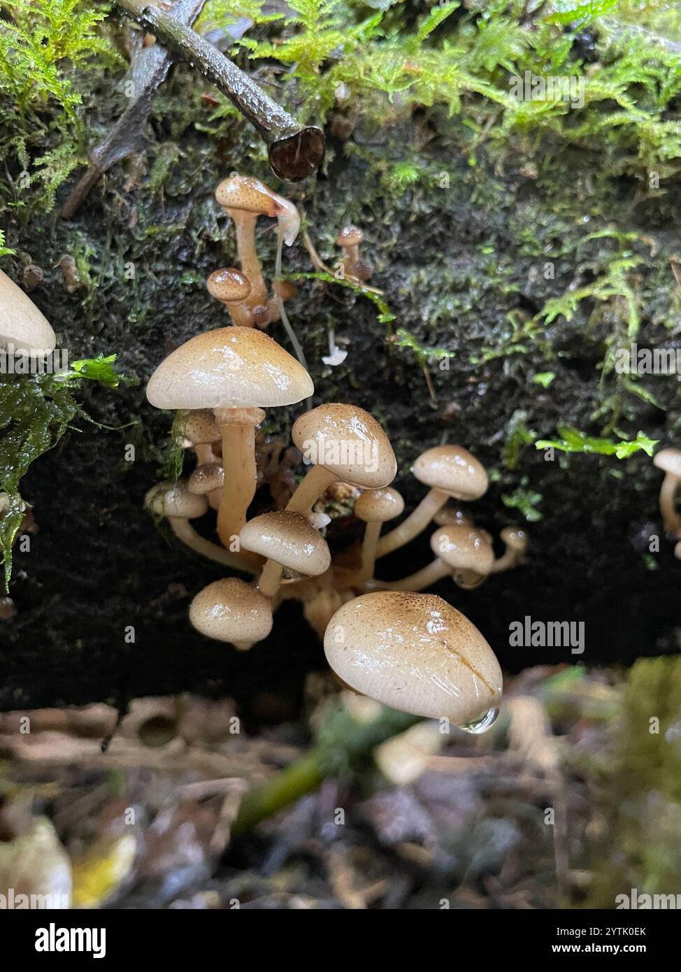 honey mushrooms (Armillaria Stock Photo - Alamy