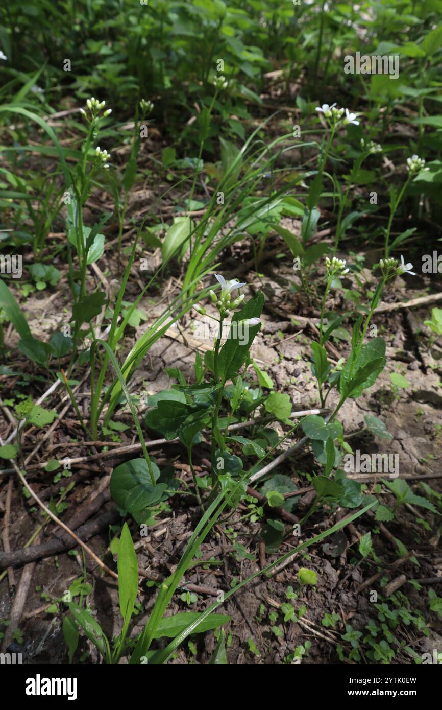 bulbous cress (Cardamine bulbosa Stock Photo - Alamy