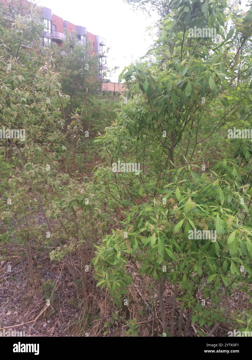 pussy willow (Salix discolor Stock Photo - Alamy