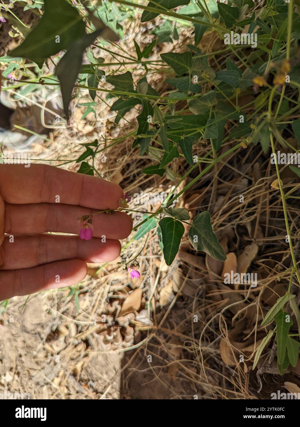 Gray's bean (Phaseolus grayanus Stock Photo - Alamy