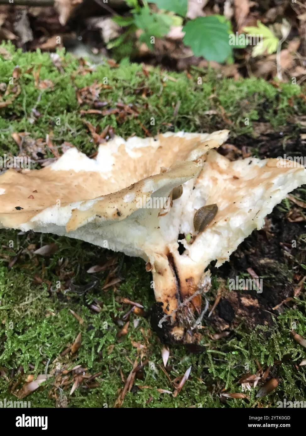 Polyporus tuberaster hi-res stock photography and images - Alamy