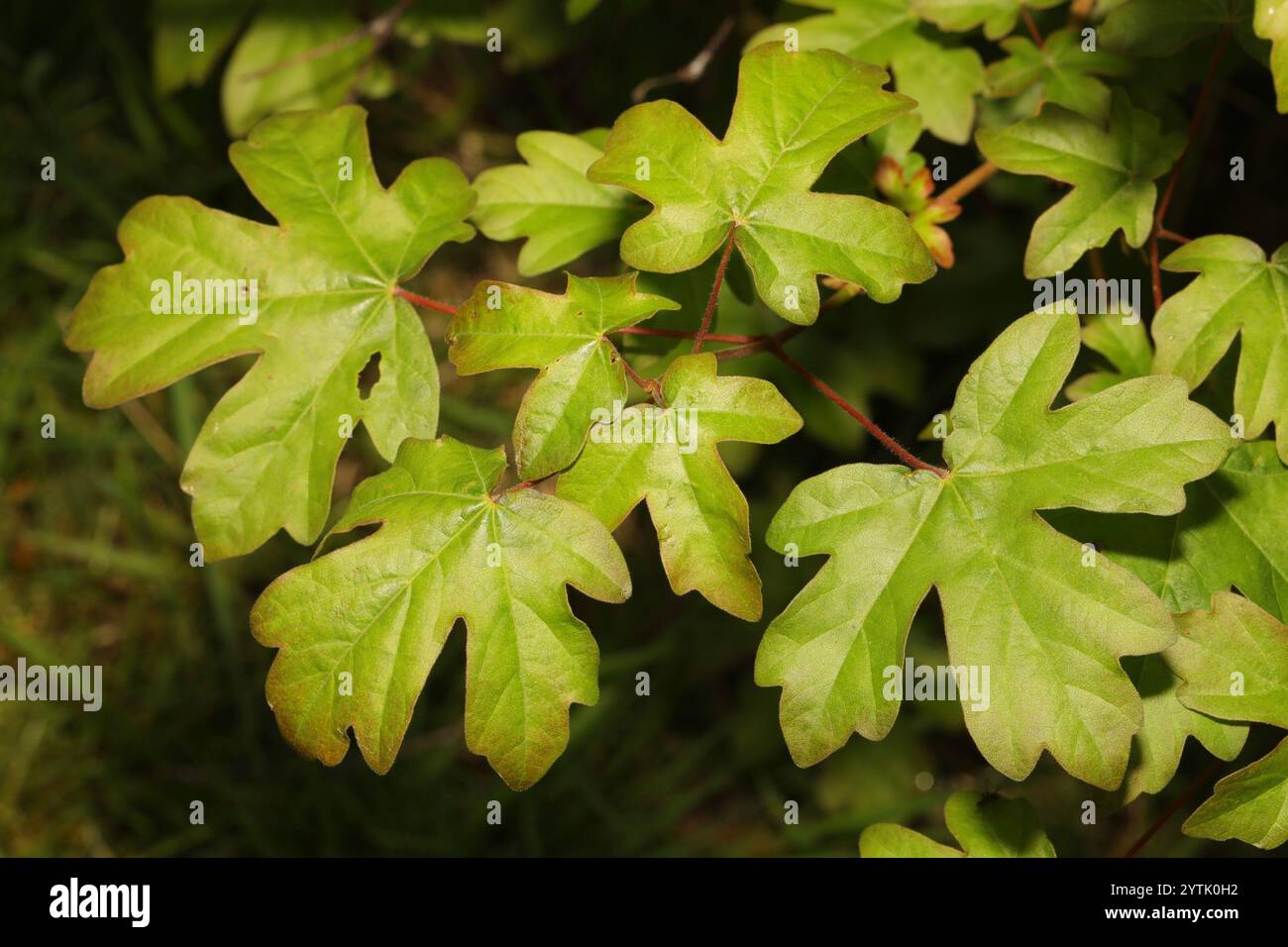 field maple (Acer campestre Stock Photo - Alamy