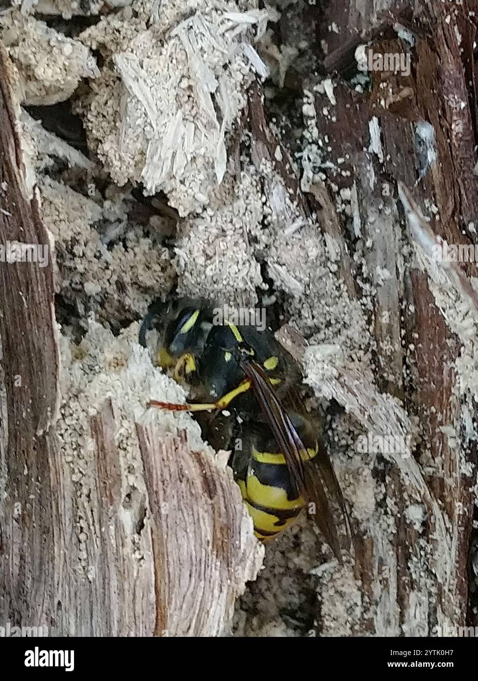 Common European Yellowjacket (Vespula vulgaris Stock Photo - Alamy
