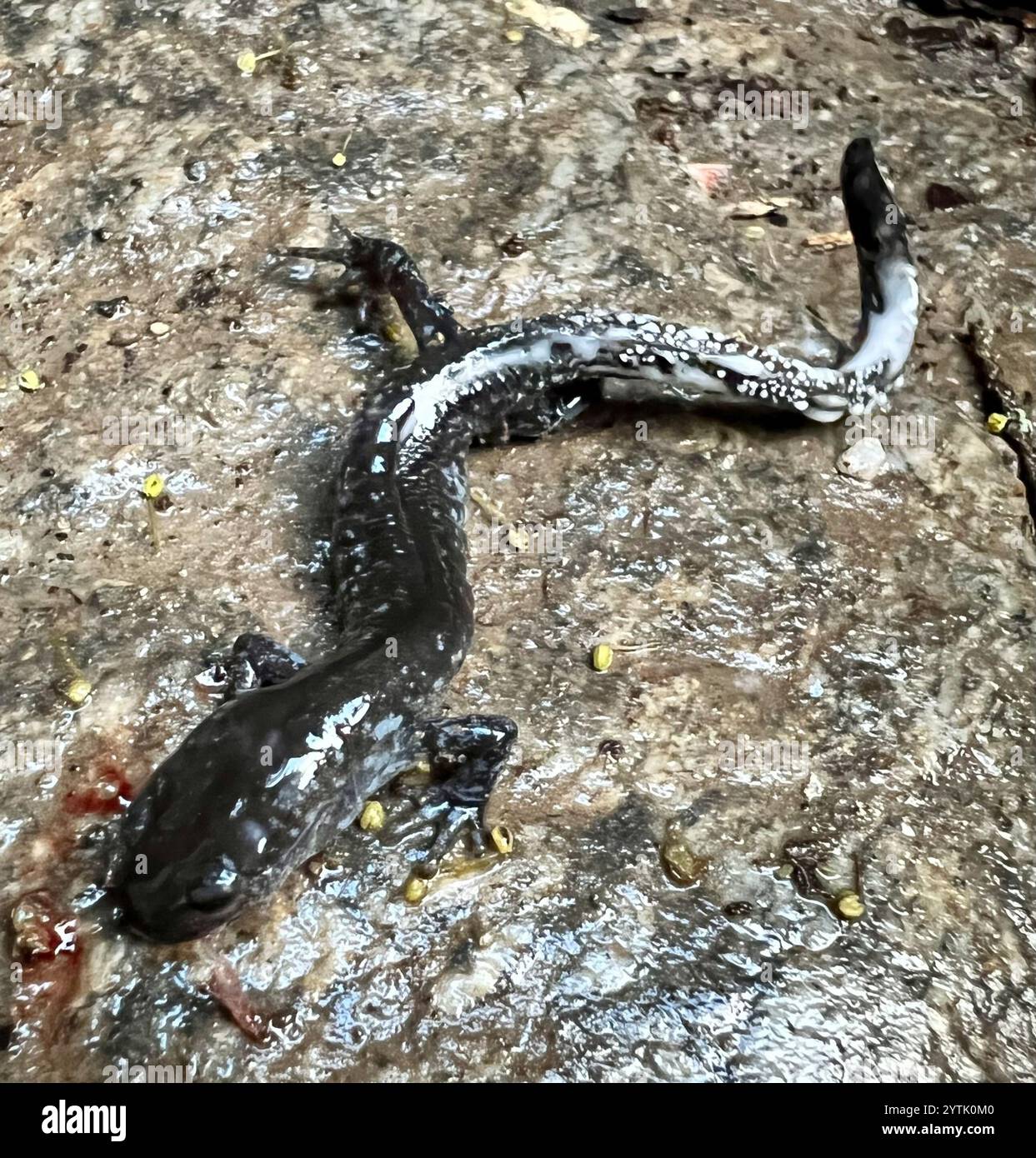 Unisexual Mole Salamander (Ambystoma unisexual Stock Photo - Alamy
