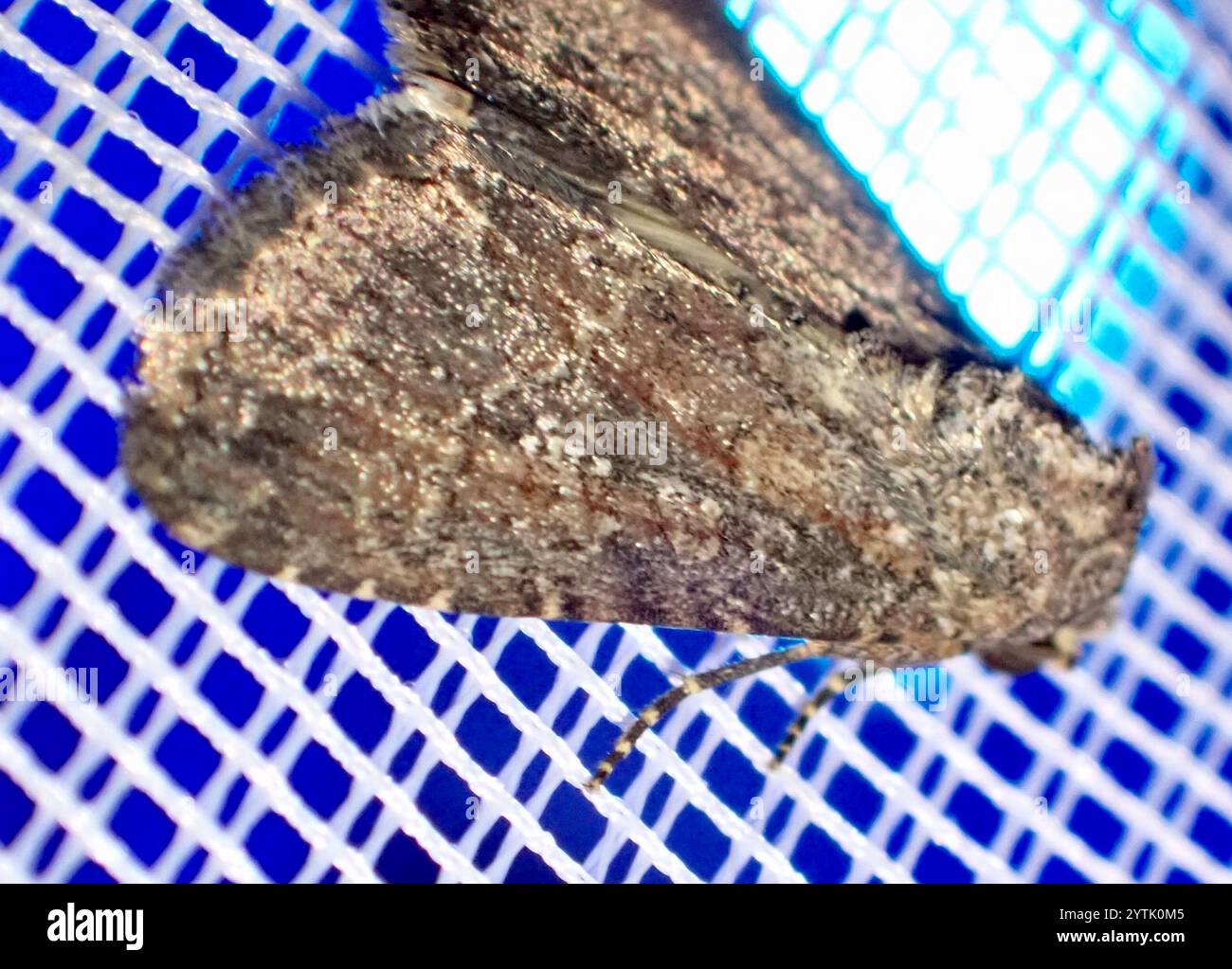 The African (Condica capensis Stock Photo - Alamy