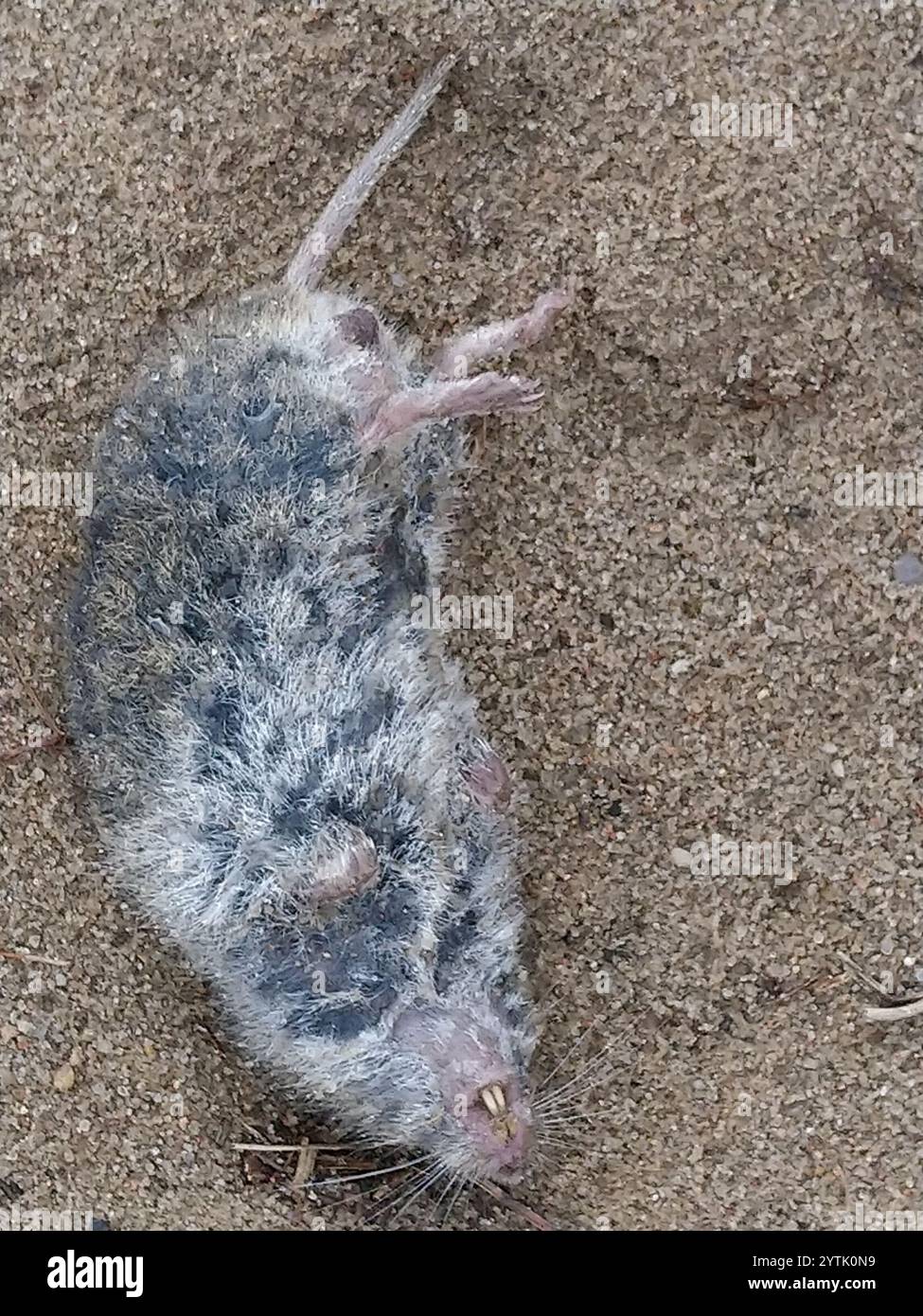 Meadow Voles (Microtus Stock Photo - Alamy