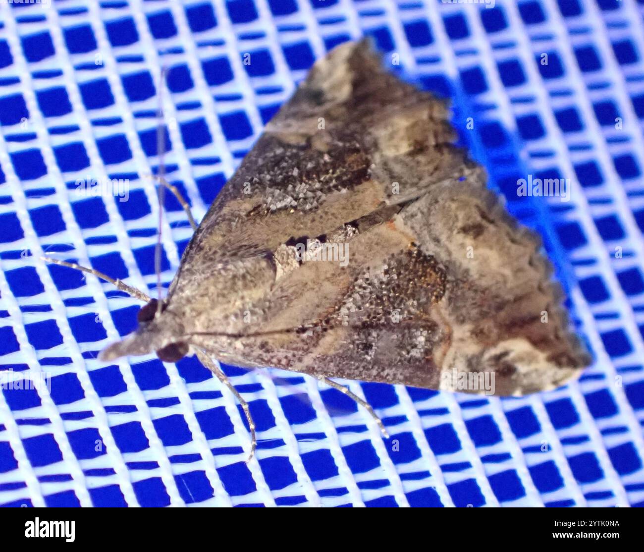 Lantana Defoliator (Hypena laceratalis Stock Photo - Alamy