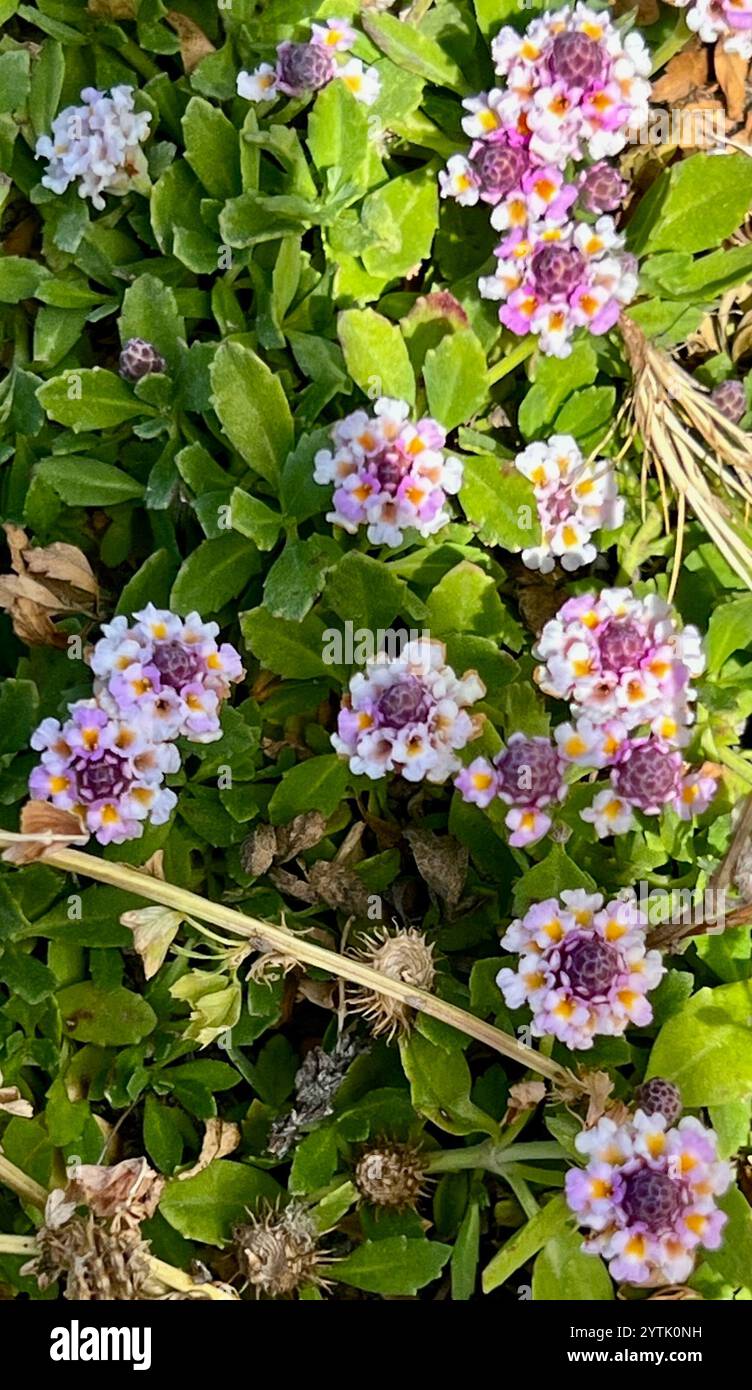 turkey tangle frogfruit (Phyla nodiflora Stock Photo - Alamy