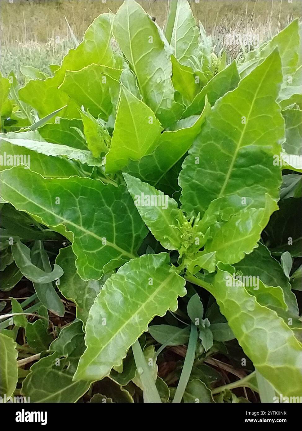 sea beet (Beta vulgaris maritima Stock Photo - Alamy