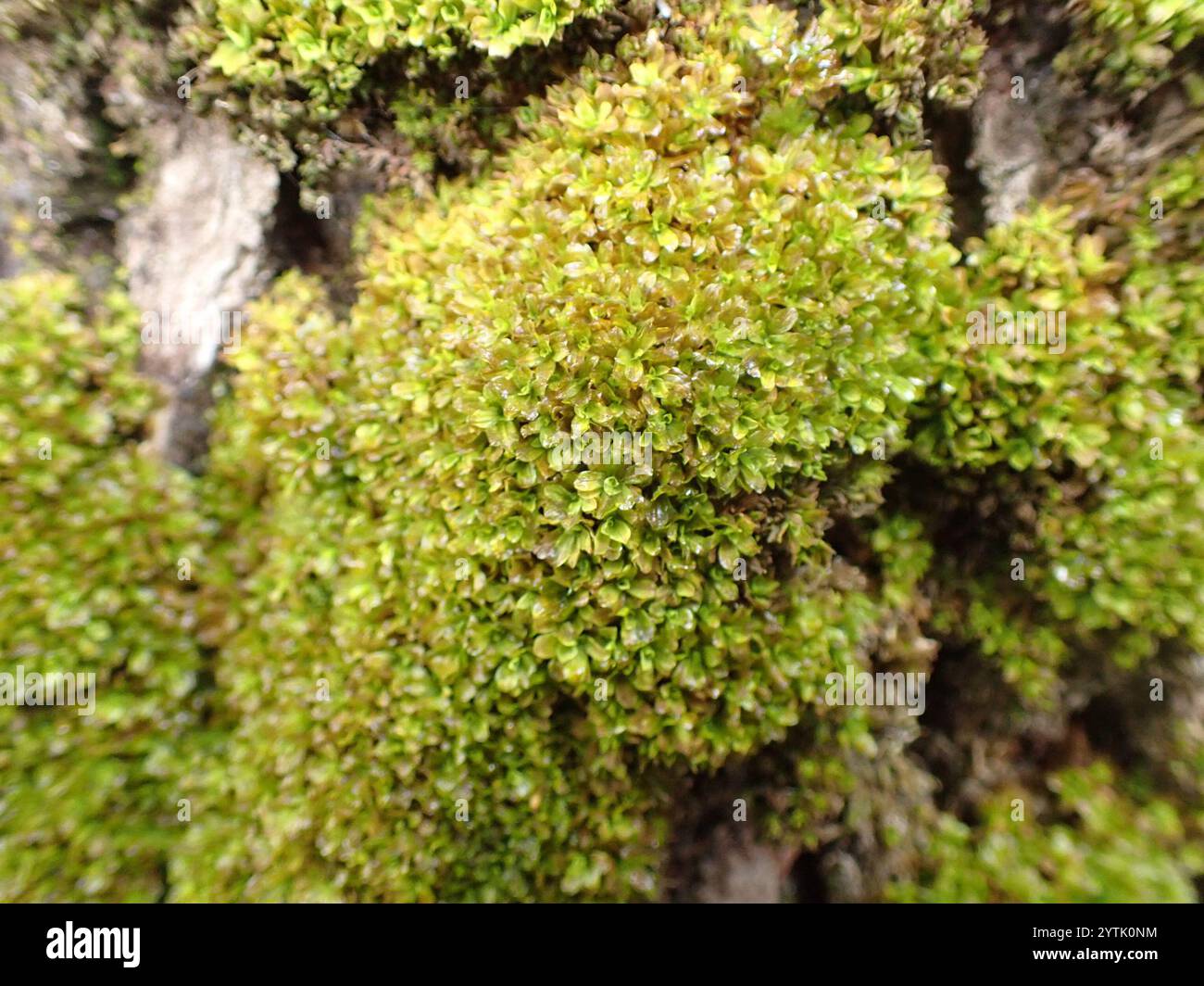 Water Screw-moss (Syntrichia latifolia Stock Photo - Alamy
