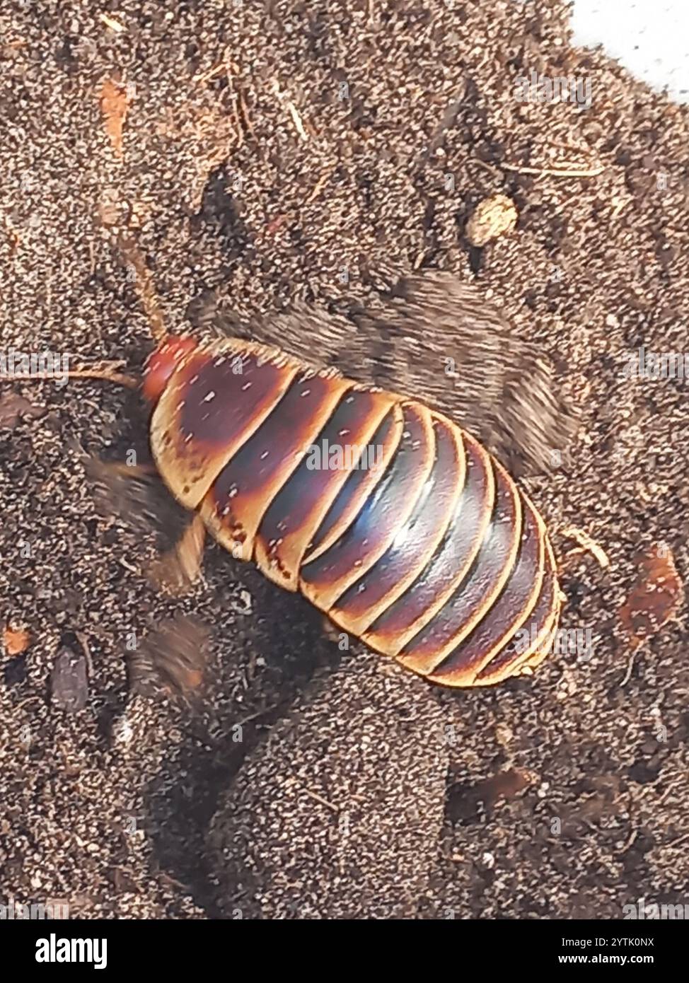 Cape Mountain Cockroach (Aptera fusca Stock Photo - Alamy