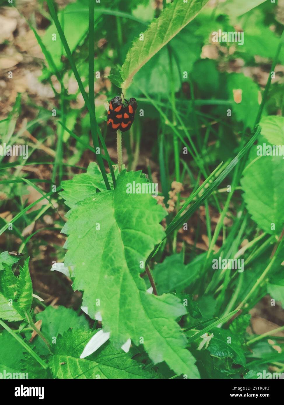 Common Froghopper (Cercopis vulnerata Stock Photo - Alamy