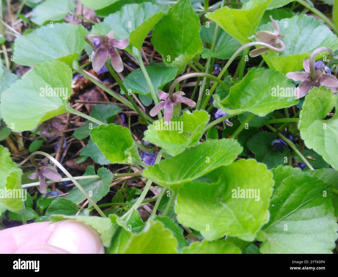 Sweet violet (Viola odorata Stock Photo - Alamy