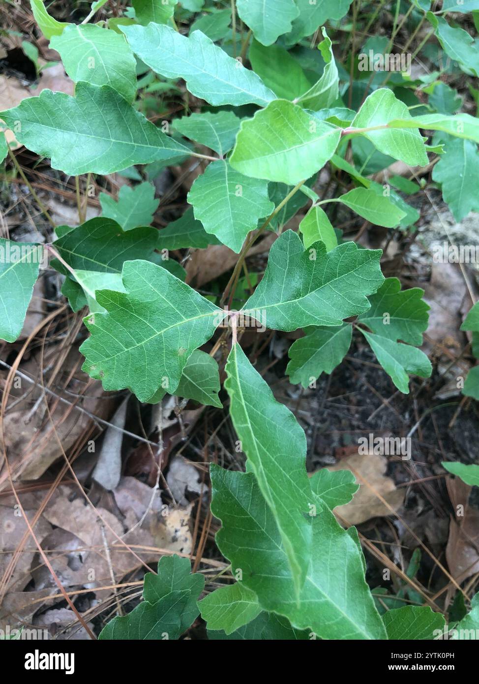 Atlantic poison oak (Toxicodendron pubescens Stock Photo - Alamy