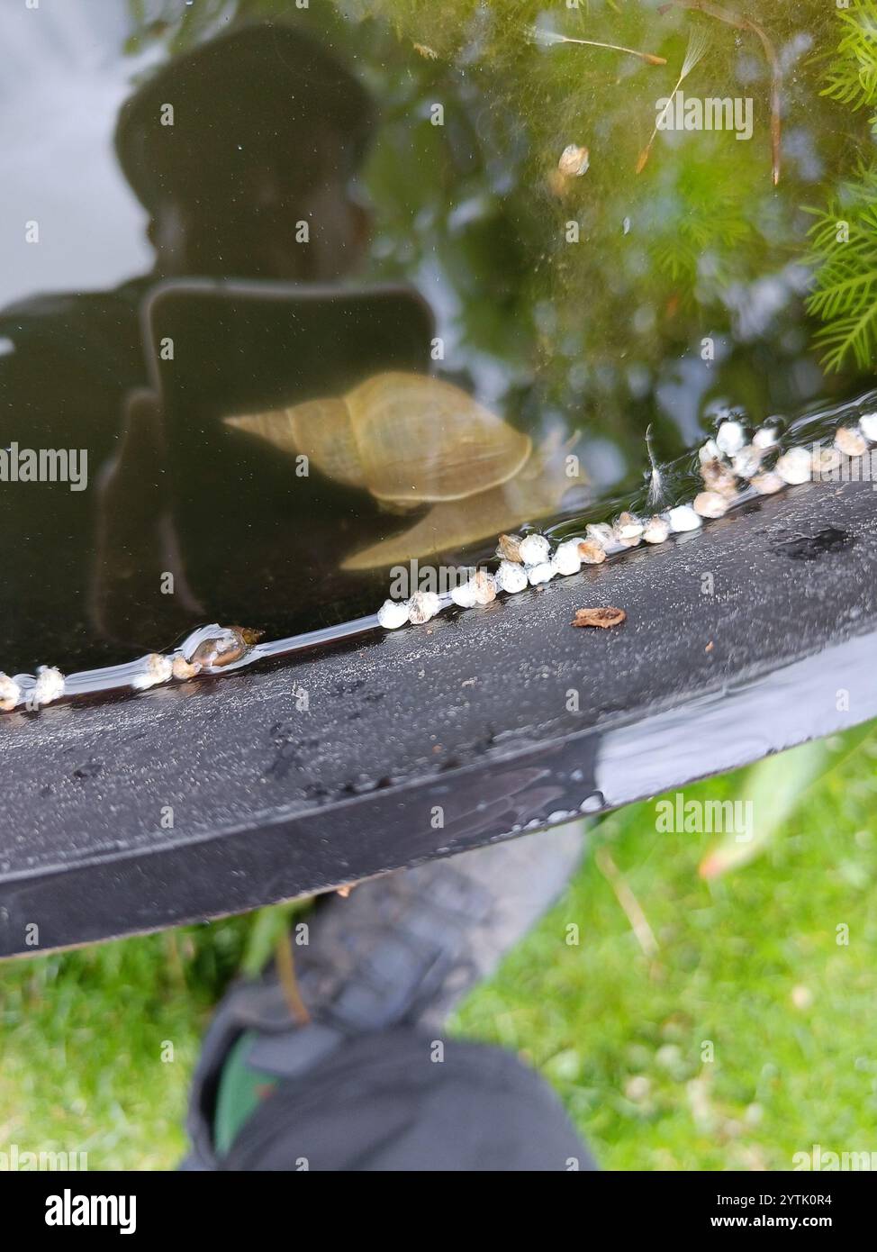 Great Pond Snail (Lymnaea stagnalis Stock Photo - Alamy