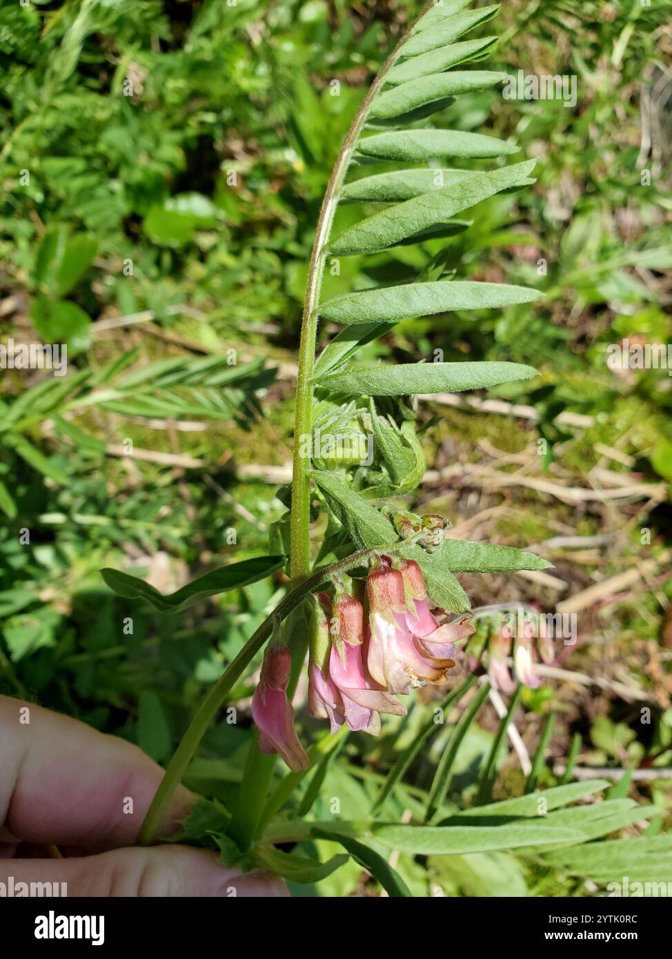 giant vetch (Vicia gigantea Stock Photo - Alamy