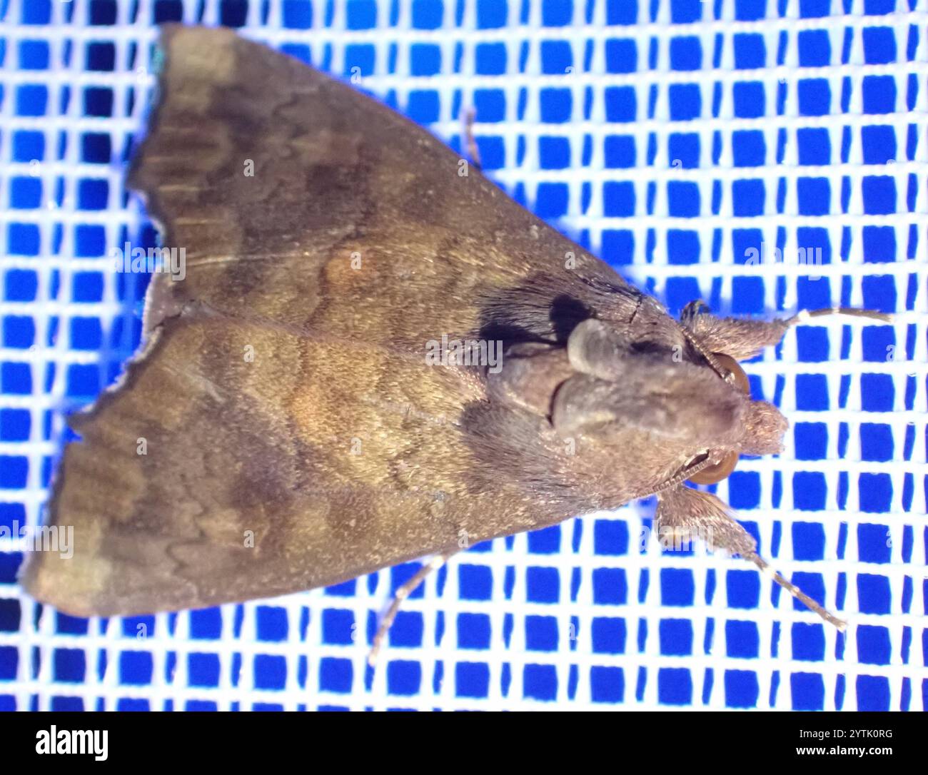 Underwing, Tiger, Tussock, and Allied Moths (Erebidae Stock Photo - Alamy