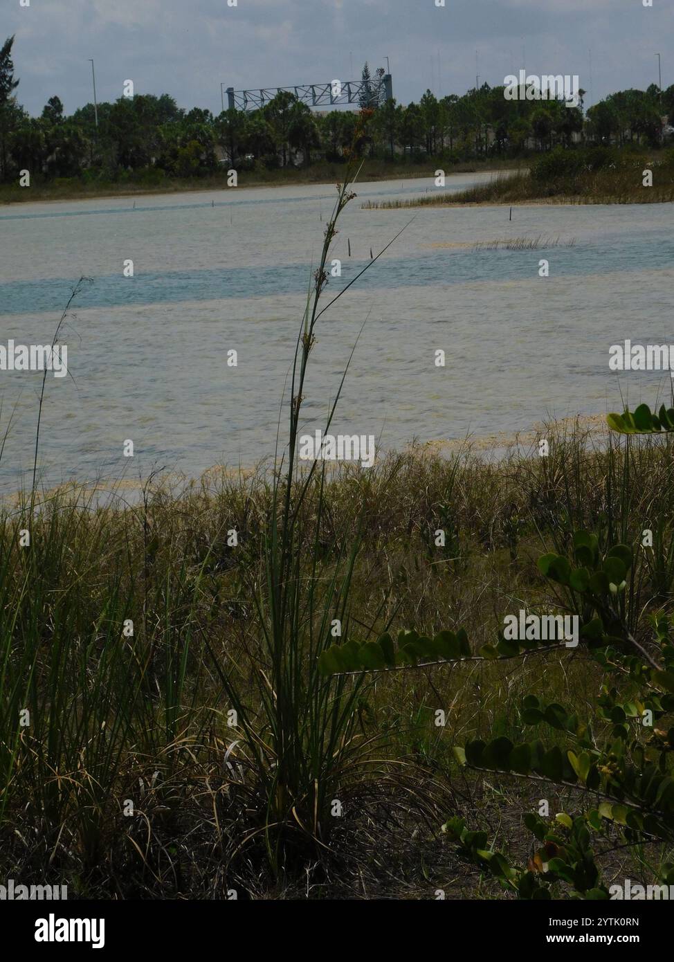 Swamp Sawgrass (Cladium mariscus Stock Photo - Alamy