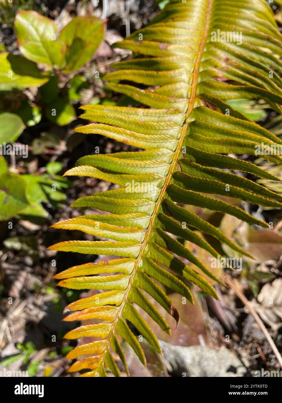 western sword fern (Polystichum munitum Stock Photo - Alamy