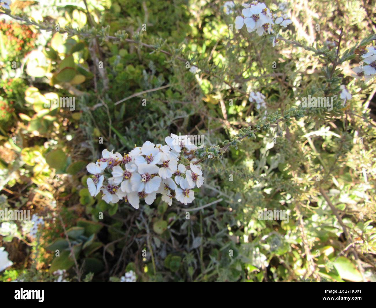 Cape Snow Bush (Eriocephalus africanus Stock Photo - Alamy