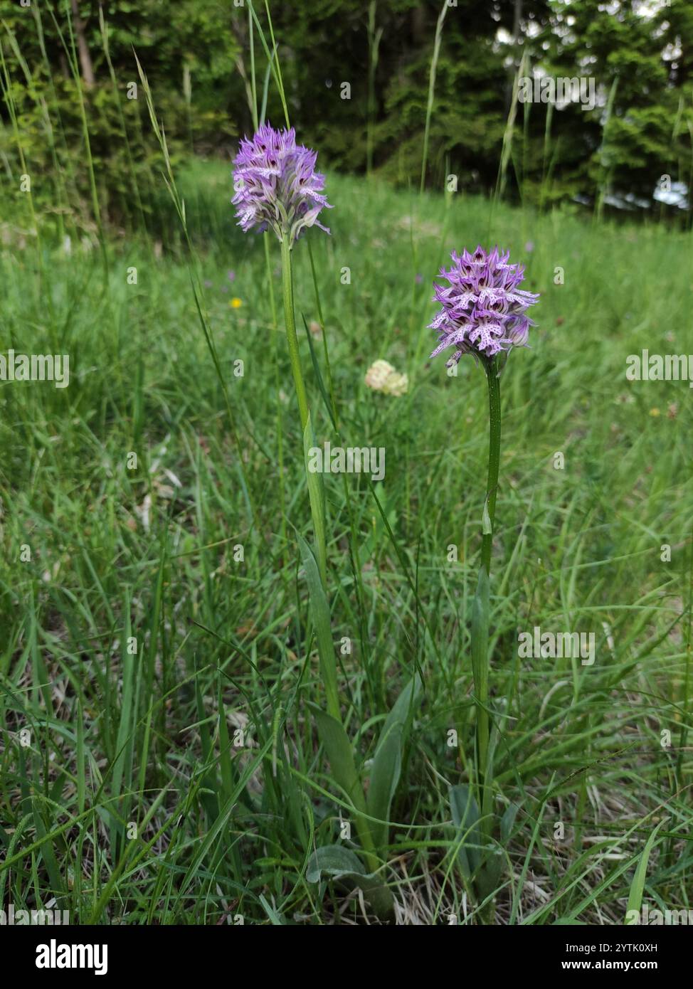 Three-toothed orchid (Neotinea tridentata Stock Photo - Alamy