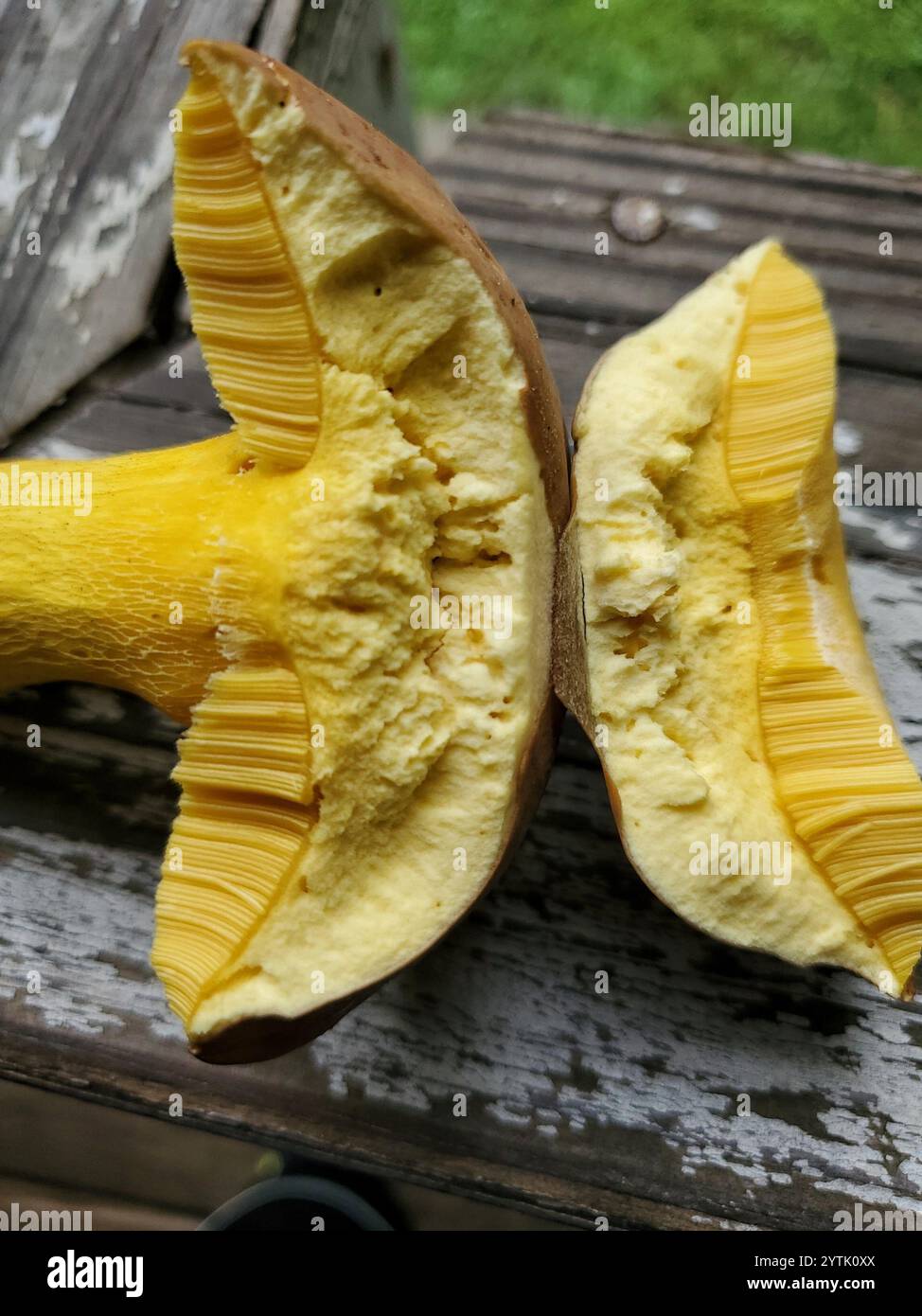 butter-foot bolete (Boletus auripes Stock Photo - Alamy