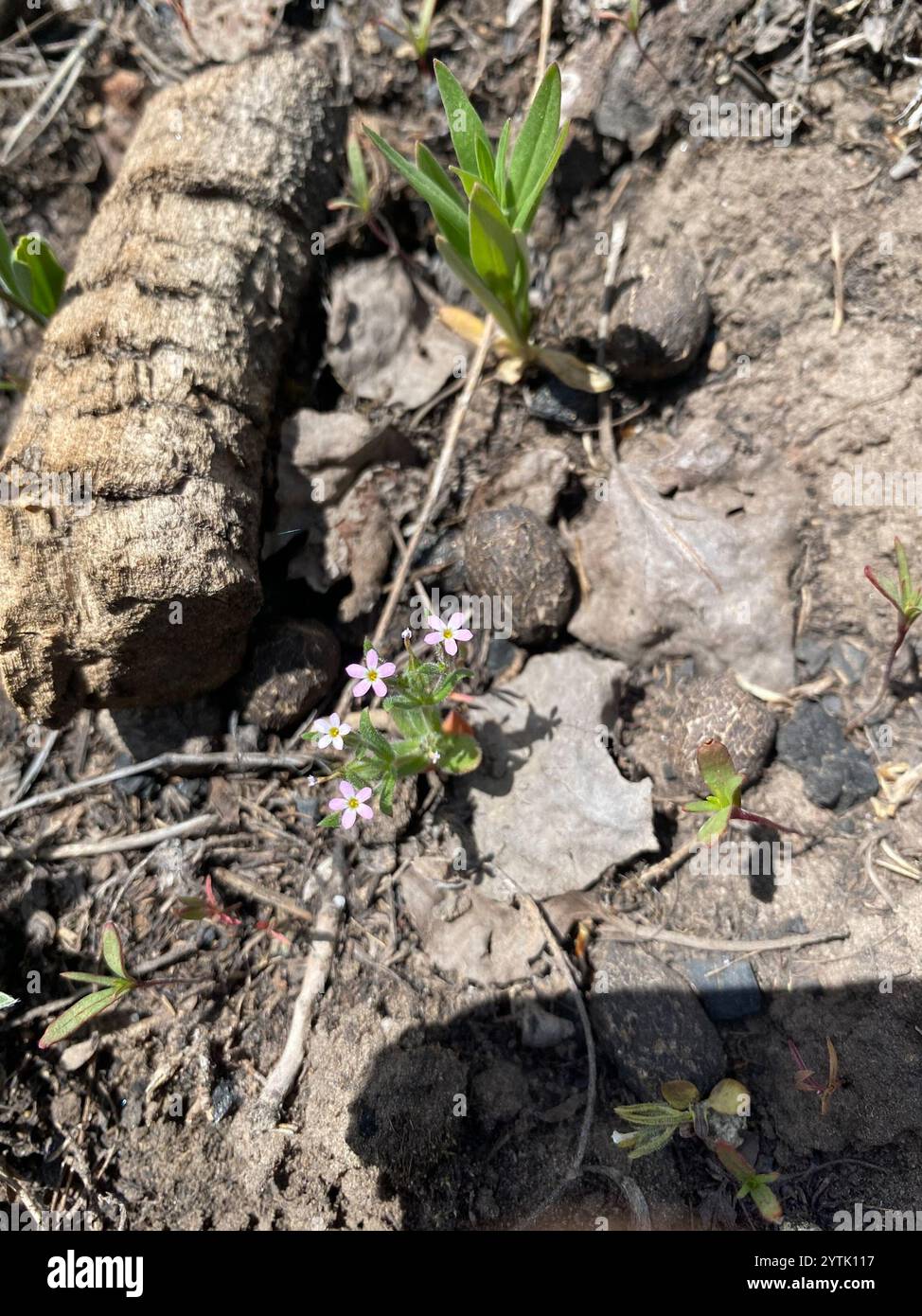slender phlox (Microsteris gracilis Stock Photo - Alamy