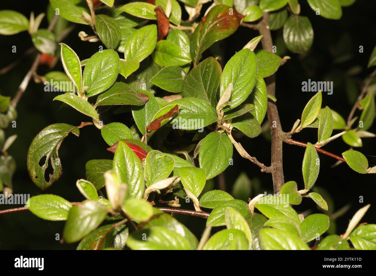 Himalayan cotoneaster simonsii hi-res stock photography and images - Alamy