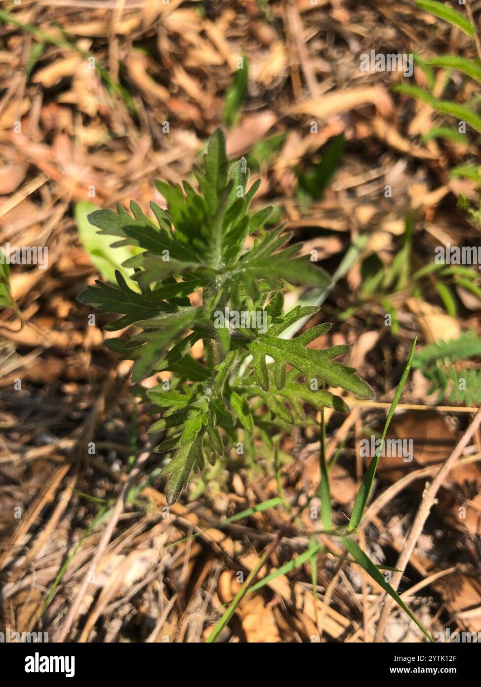 Combleaf Yellow False Foxglove (Aureolaria pectinata Stock Photo - Alamy